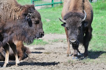 Bull photos, royalty-free images, graphics, vectors & videos | Adobe Stock