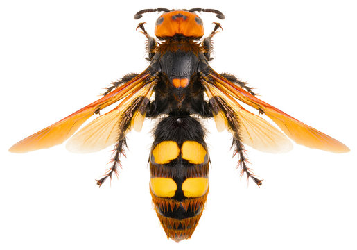 Scoliidae Imagens – Procure 618 fotos, vetores e vídeos | Adobe Stock