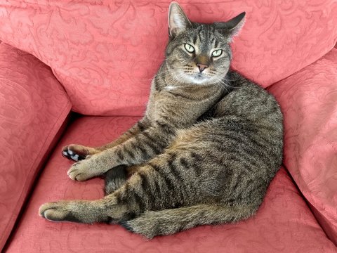 "Overstuffed Chair" Images – Browse 39,456 Stock Photos, Vectors, and ...