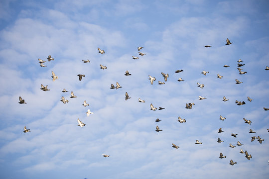 รูปภาพ"Flock Of Birds" – เลือกดูภาพถ่ายสต็อก เวกเตอร์ และวิดีโอ25,601 ...