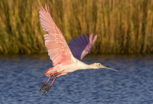 รูปภาพSpoonbill – เลือกดูภาพถ่ายสต็อก เวกเตอร์ และวิดีโอ19,538 | Adobe ...