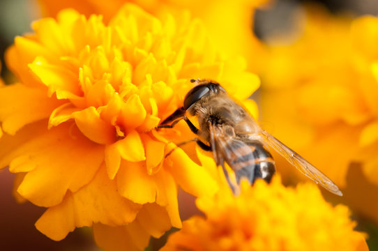 Sirfide-Bilder: Stock-Fotos & -Videos. | Adobe Stock