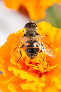 Imágenes de Sirfide: descubre bancos de fotos, ilustraciones, vectores ...