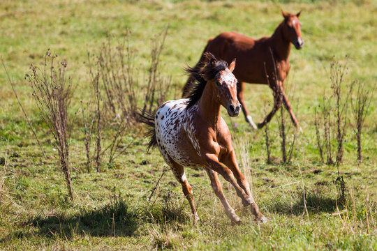 Single-Hoofed Bilder – Durchsuchen 86 Archivfotos, Vektorgrafiken und ...