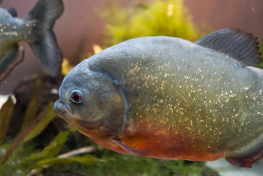 รูปภาพPirania – เลือกดูภาพถ่ายสต็อก เวกเตอร์ และวิดีโอ358 | Adobe Stock