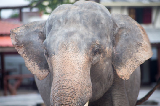 รูปภาพElepant – เลือกดูภาพถ่ายสต็อก เวกเตอร์ และวิดีโอ215 | Adobe Stock