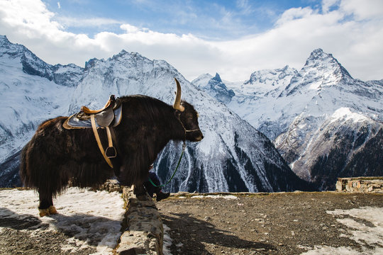 19,078 BEST Yak IMAGES, STOCK PHOTOS & VECTORS | Adobe Stock