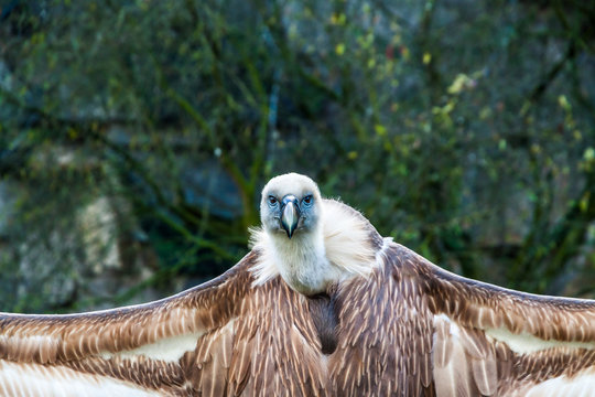 Aasgeier Bilder – Durchsuchen 6,992 Archivfotos, Vektorgrafiken und ...