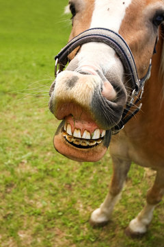 Pferdegebiss Images – Browse 36 Stock Photos, Vectors, and Video ...