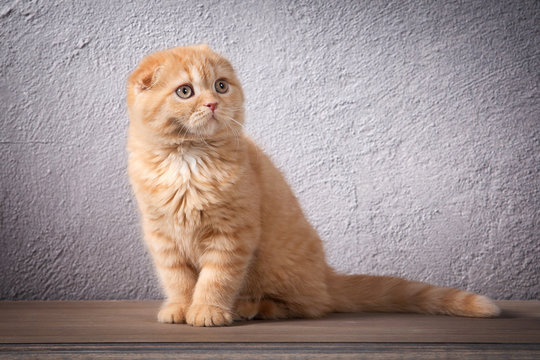 Orange Scottish Fold Munchkin Cat