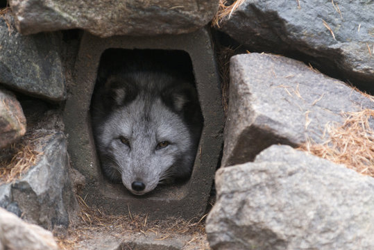 Schneefuchs Images – Browse 19 Stock Photos, Vectors, and Video | Adobe ...