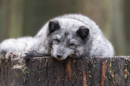 Schneefuchs Images – Browse 19 Stock Photos, Vectors, and Video | Adobe ...