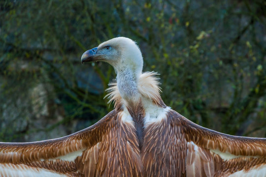 Aasgeier Bilder – Durchsuchen 6,007 Archivfotos, Vektorgrafiken und ...