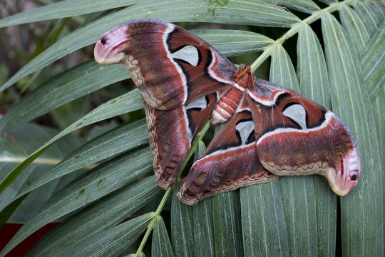 Falena Più Grande Del Mondo