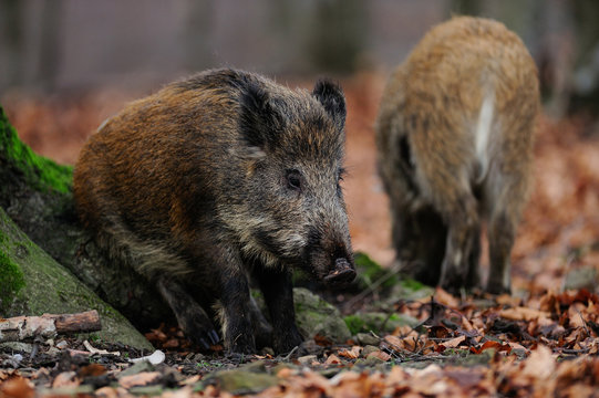 Wildsau bilder – Bläddra bland 970 stockfoton, vektorer och videor ...