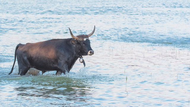 "Water Bull" Images – Browse 33 Stock Photos, Vectors, and Video ...