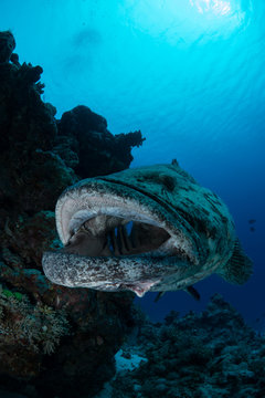 "Potato Cod" Images – Browse 526 Stock Photos, Vectors, and Video ...