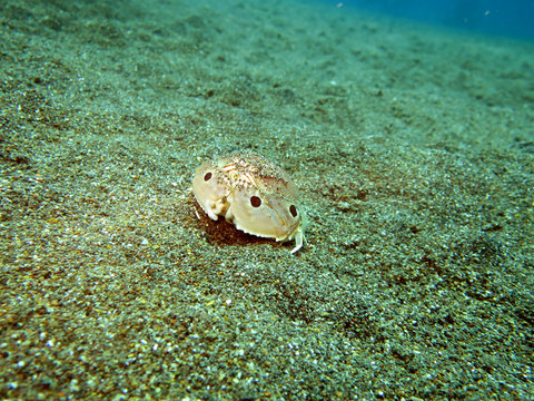 Calappa Images – Browse 125 Stock Photos, Vectors, and Video | Adobe Stock