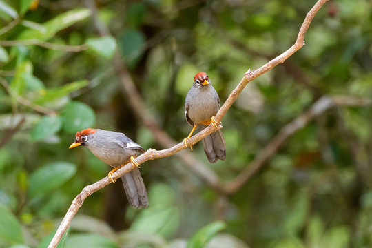 รูปภาพLeiothrichidae – เลือกดูภาพถ่ายสต็อก เวกเตอร์ และวิดีโอ805 ...