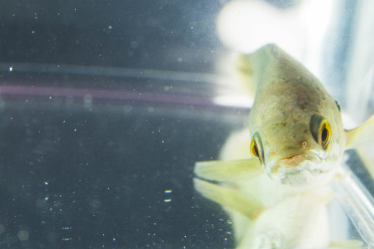 Anabantidae Images – Browse 206 Stock Photos, Vectors, and Video ...