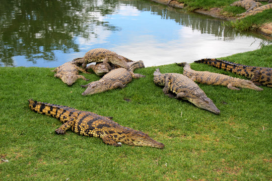 รูปภาพKrokodile – เลือกดูภาพถ่ายสต็อก เวกเตอร์ และวิดีโอ1,378 | Adobe Stock