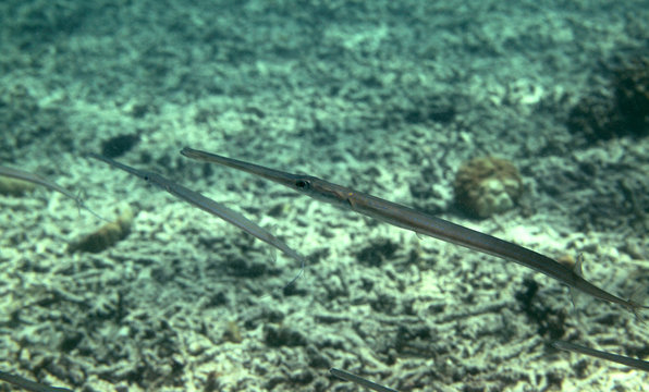 "Long Fish" Images – Browse 103 Stock Photos, Vectors, and Video ...