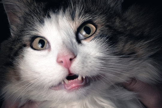 Schnozzle Images – Browse 63 Stock Photos, Vectors, and Video | Adobe Stock