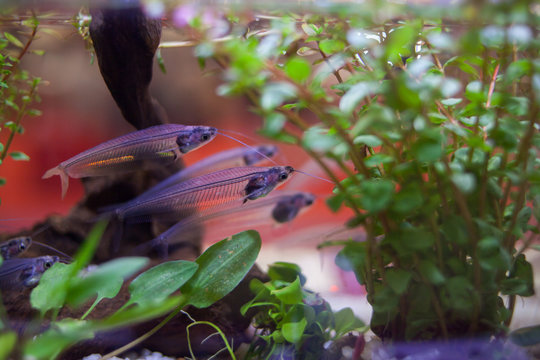 Kryptopterus Bilder – Durchsuchen 143 Archivfotos, Vektorgrafiken und ...