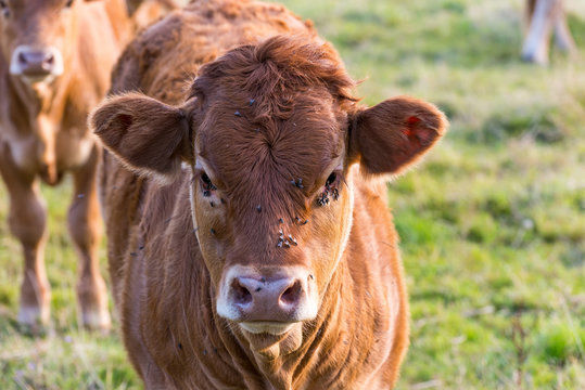 Parthenais Images – Browse 46 Stock Photos, Vectors, and Video | Adobe ...