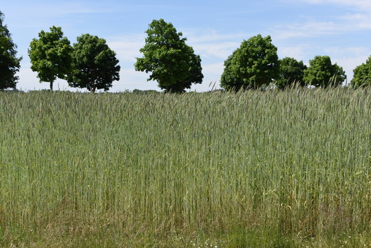 Roggenfeld bilder – Bläddra bland 1,613 stockfoton, vektorer och videor ...