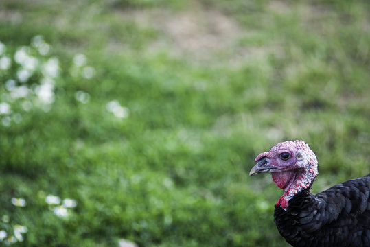 Imágenes de Dindon: descubre bancos de fotos, ilustraciones, vectores y ...