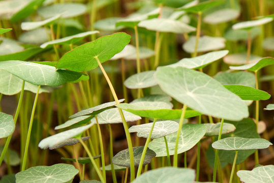 Nose-Tweaker Images – Browse 71 Stock Photos, Vectors, and Video ...