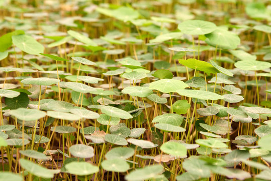 Nose-Tweaker Images – Browse 63 Stock Photos, Vectors, and Video ...