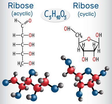 D Ribose Structure