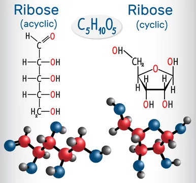 Deoxyribose Structure Linear