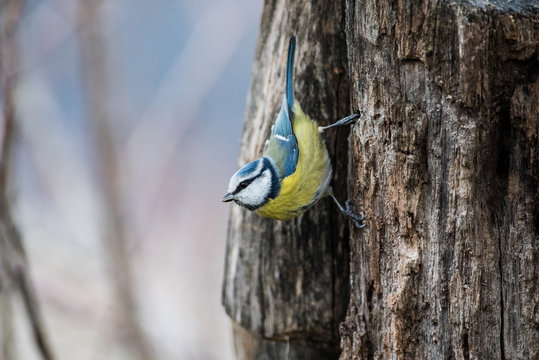 Cince Bilder – Durchsuchen 159 Archivfotos, Vektorgrafiken und Videos ...