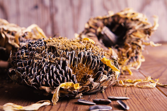 Solmak Images – Browse 28 Stock Photos, Vectors, and Video | Adobe Stock