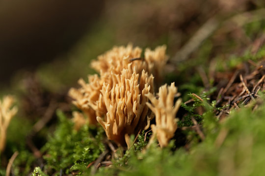 รูปภาพRamaria – เลือกดูภาพถ่ายสต็อก เวกเตอร์ และวิดีโอ10,233 | Adobe Stock