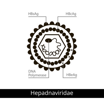 Hepadnaviridae Images – Browse 359 Stock Photos, Vectors, and Video ...