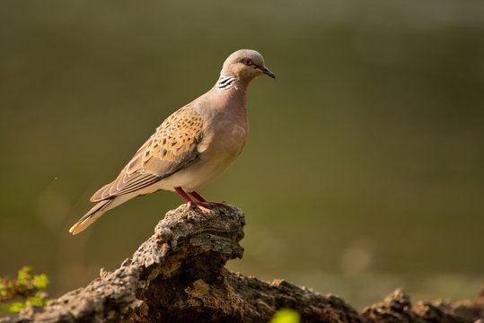 Capicollo 画像 - 参照 2,068 Stock 写真、ベクターおよびビデオ | Adobe Stock