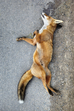 Roadkill Images – Browse 1,648 Stock Photos, Vectors, and Video | Adobe ...