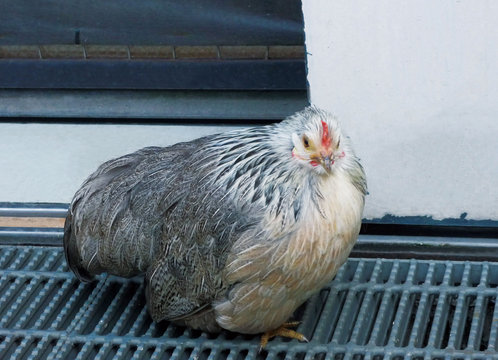 「チャボ」の写真素材 | 384件の無料イラスト画像 | Adobe Stock