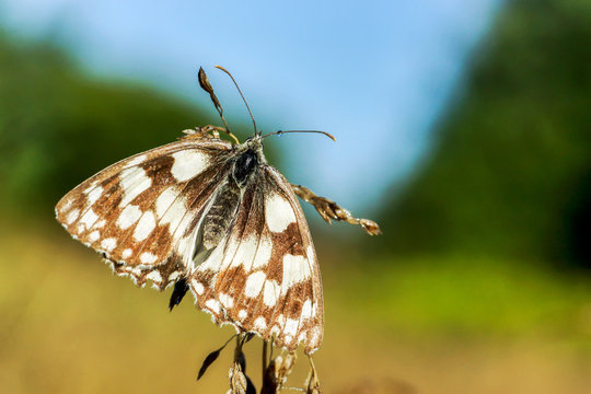 Imágenes de Motyl: descubre bancos de fotos, ilustraciones, vectores y ...