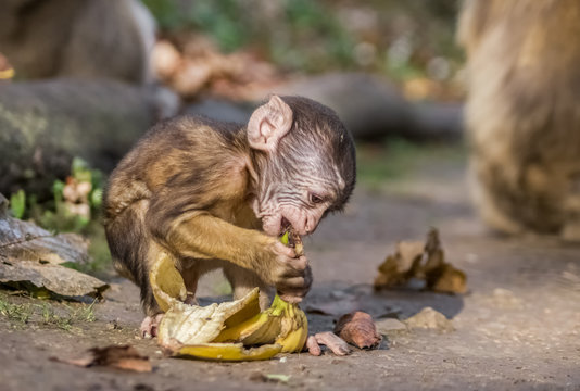 Affenbaby bilder – Bläddra bland 762 stockfoton, vektorer och videor ...