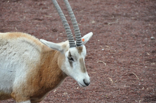 「Orix」の画像 - 1,030 件の Stock 写真、ベクターおよびビデオ | Adobe Stock