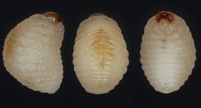 "Sitophilus Granarius" Images – Browse 218 Stock Photos, Vectors, and ...