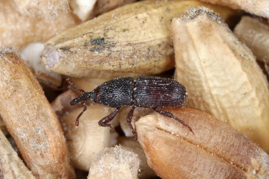 Granary Weevil