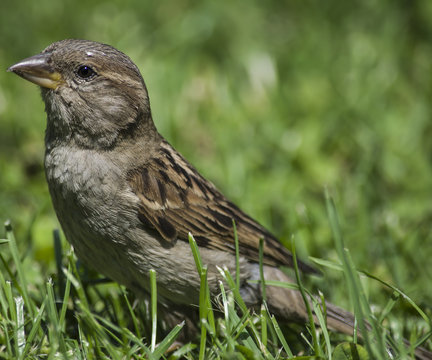 รูปภาพPasserotto – เลือกดูภาพถ่ายสต็อก เวกเตอร์ และวิดีโอ315 | Adobe Stock
