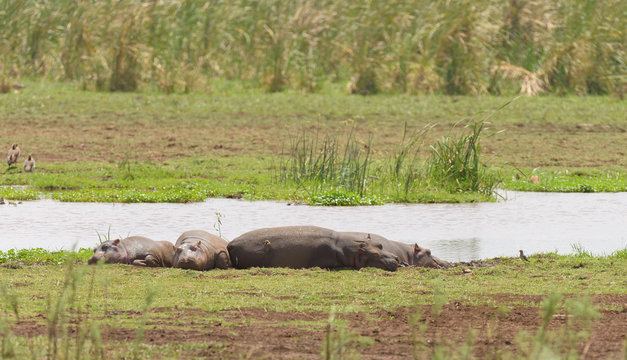 Kiboko Images – Browse 48 Stock Photos, Vectors, and Video | Adobe Stock