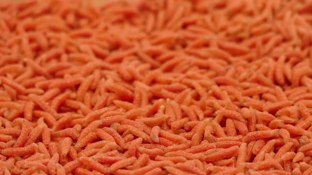 Maggots Bilder – Durchsuchen 53,274 Archivfotos, Vektorgrafiken und ...